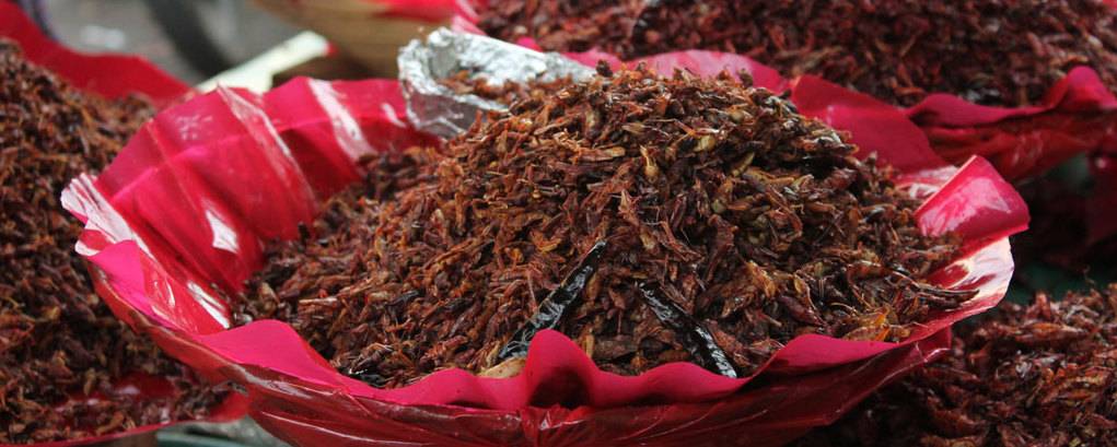 Oaxacan Food from A to Z: Part 3 Chapulines and Chicatanas | Esperanza ...