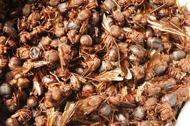 Oaxacan Food from A to Z: Part 3 Chapulines and Chicatanas | Esperanza ...