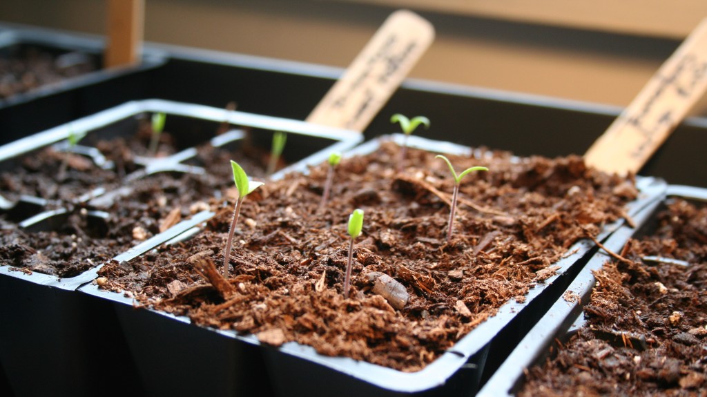 Are "to sow" and "to sew" related? | Esperanza Education